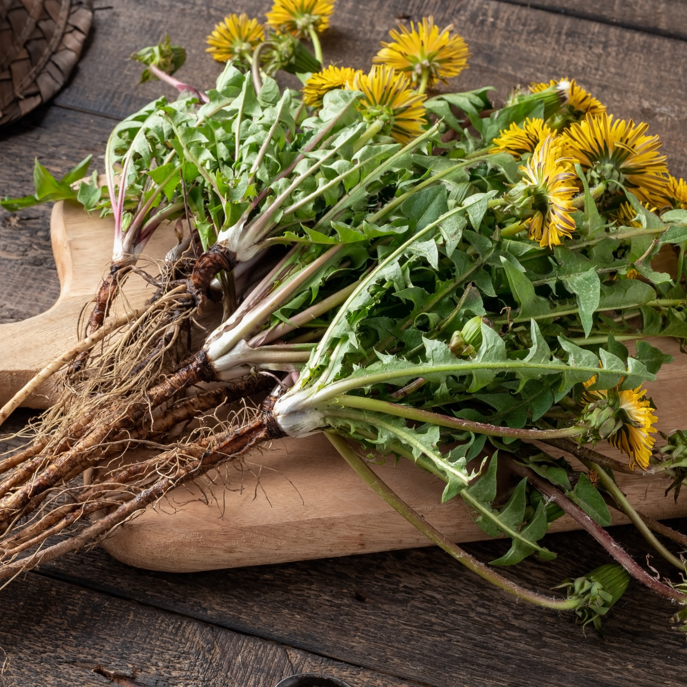 The Health Benefits and History of Dandelions in Traditional Usage ...